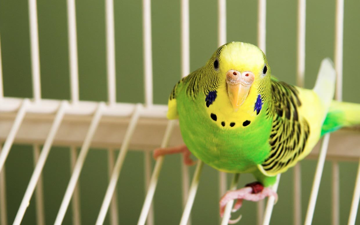 The 150 Best Bird Names - Parade Pets