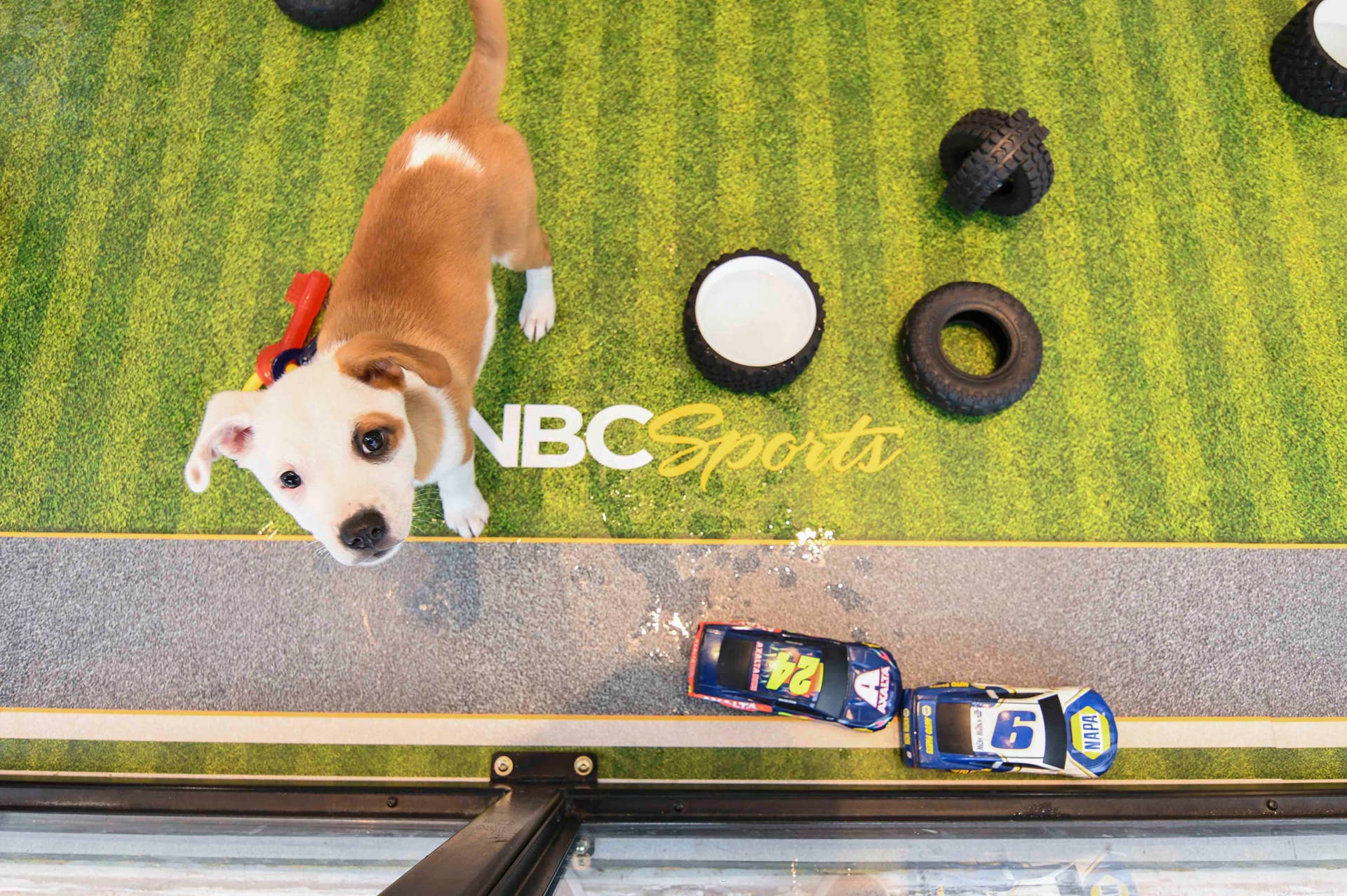 Photos: NASCAR Puts Puppies on Track to a New Forever Home - Parade Pets