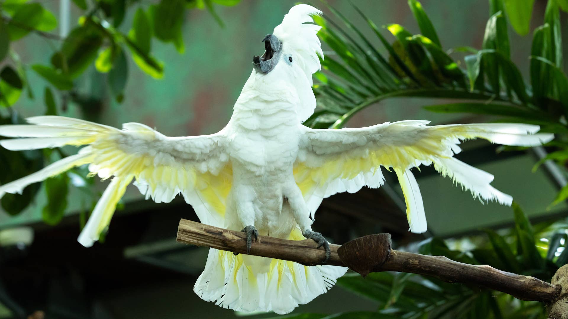 Cockatoo Insists on 'Having a Talk' with Mom and It's So Funny - Parade ...