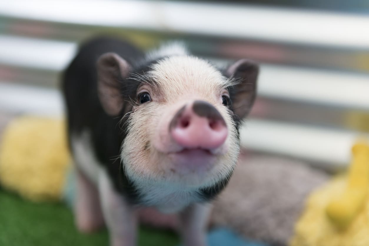 215 Pet Pig Names (Cute, Funny, Unique) - Parade Pets