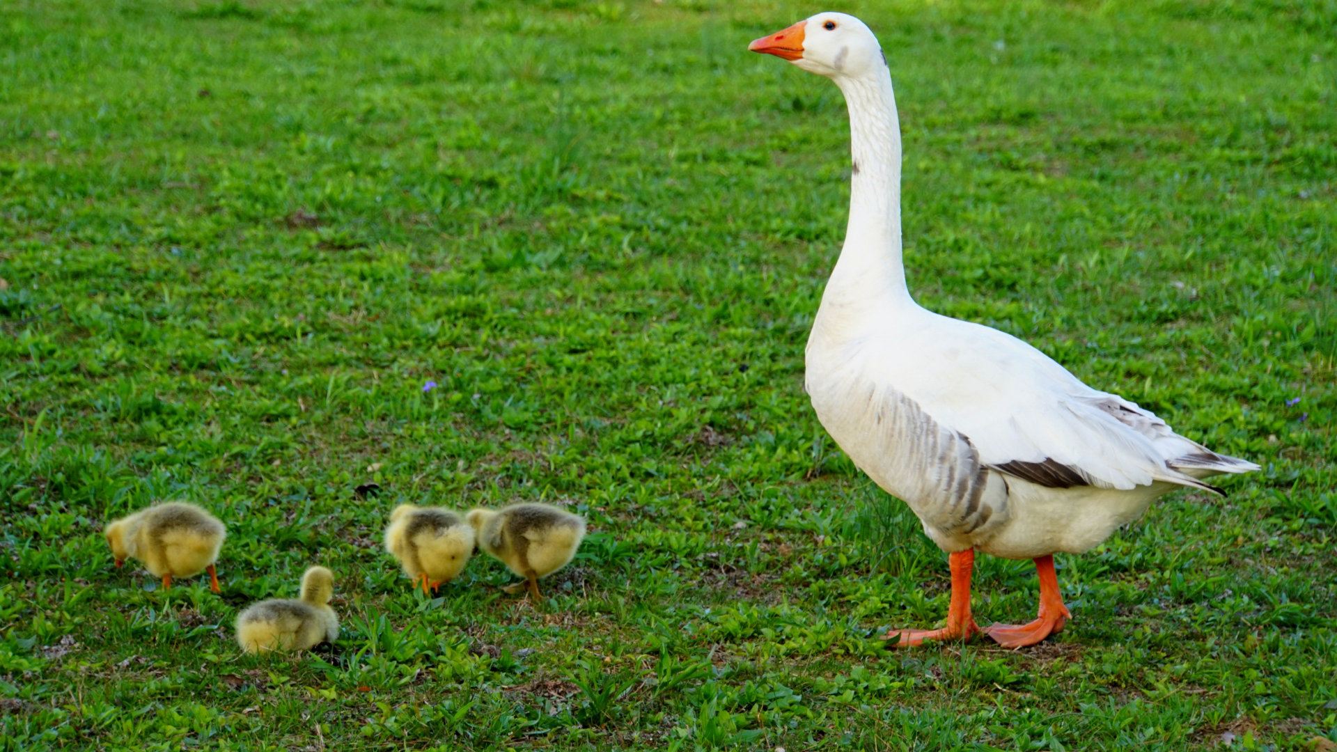 Silly Goose Is the Best Dog Walker to Huge Great Pyrenees Brother ...