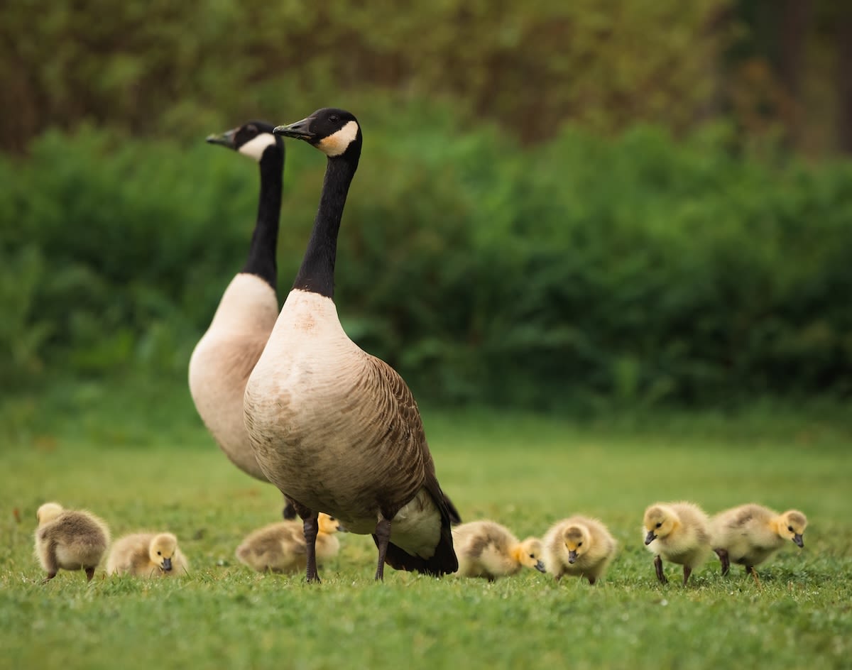 Goose Doing Tippy-Tap Dance To Bring up Worms for Her Goslings Is the ...