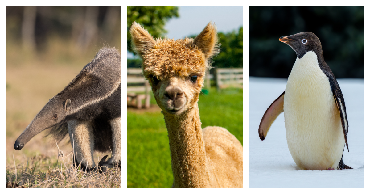 101 Animals That Start With 'A' (With Facts) - Parade Pets