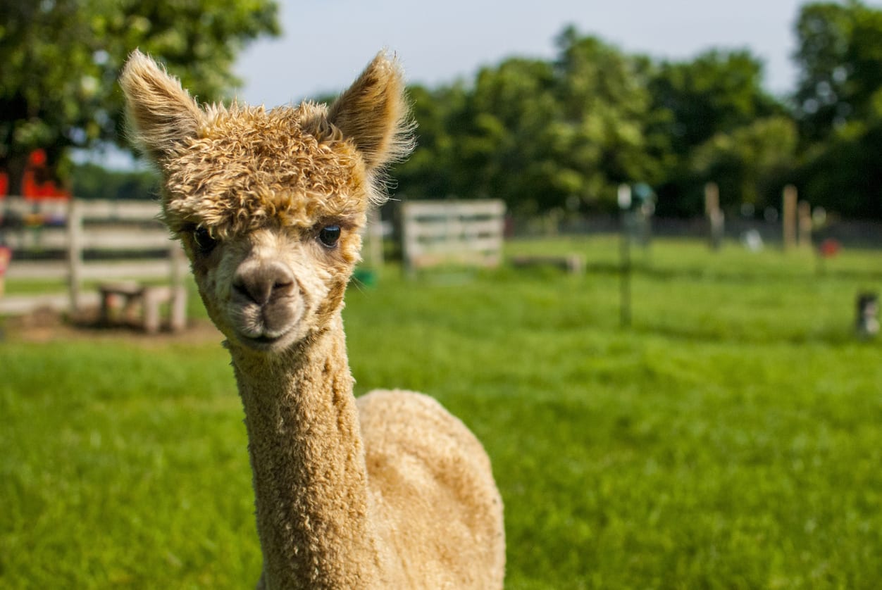 Baby Alpaca Legit Looks Like She's Made Out of Pipe Cleaners - Parade Pets