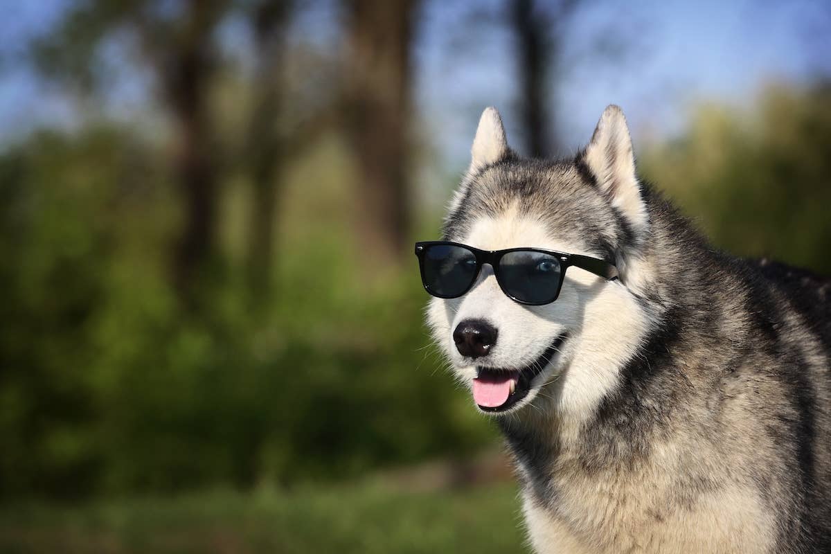Brilliant Husky Opens Doors on Command and Blows Everyone's Minds ...