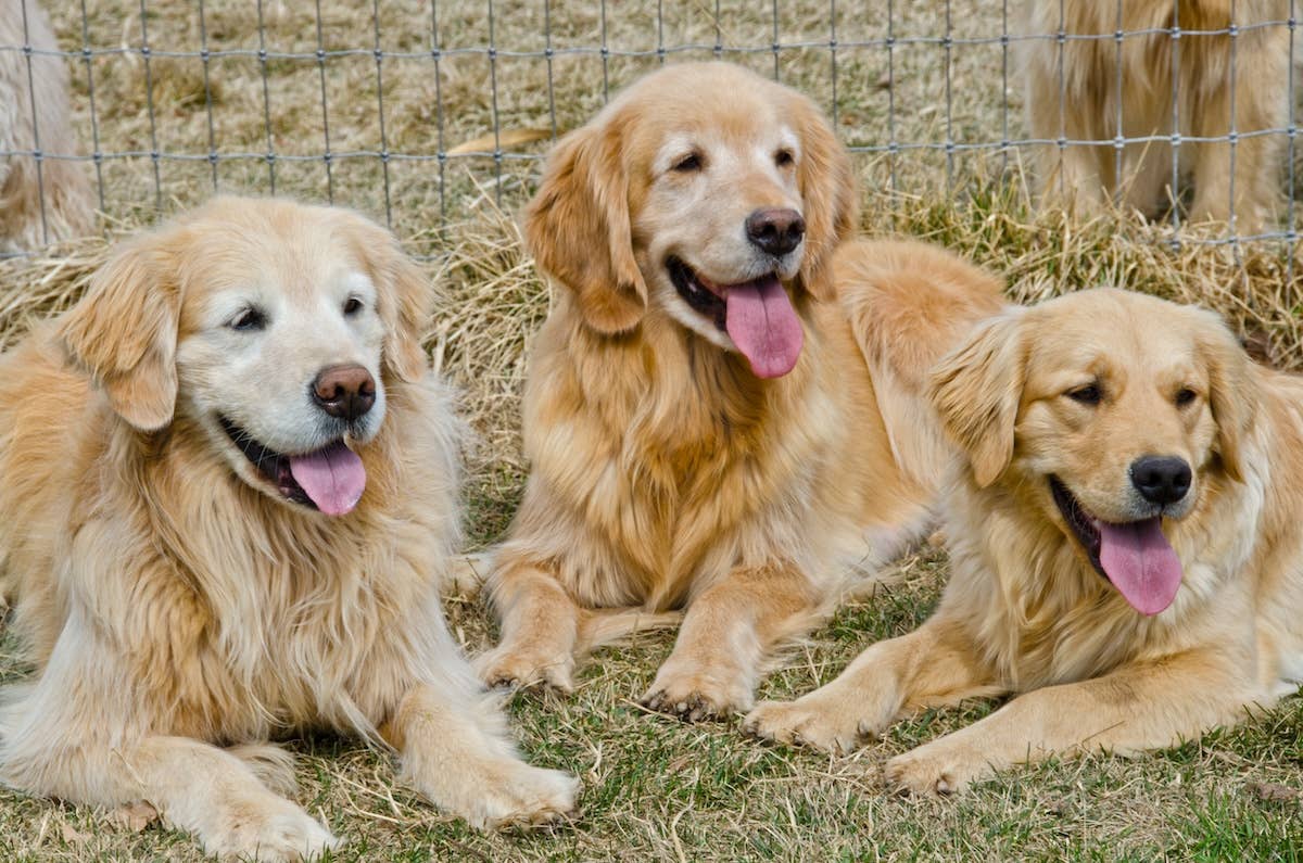 24 Quotes About Golden Retrievers That Perfectly Capture This Lovable Breed