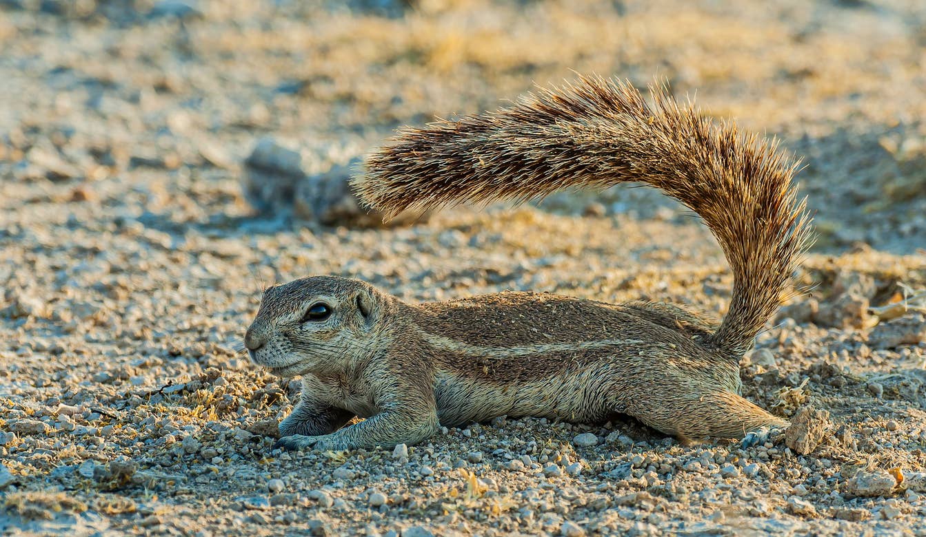 101 Animals That Start With 'N' (With Facts) - Parade Pets