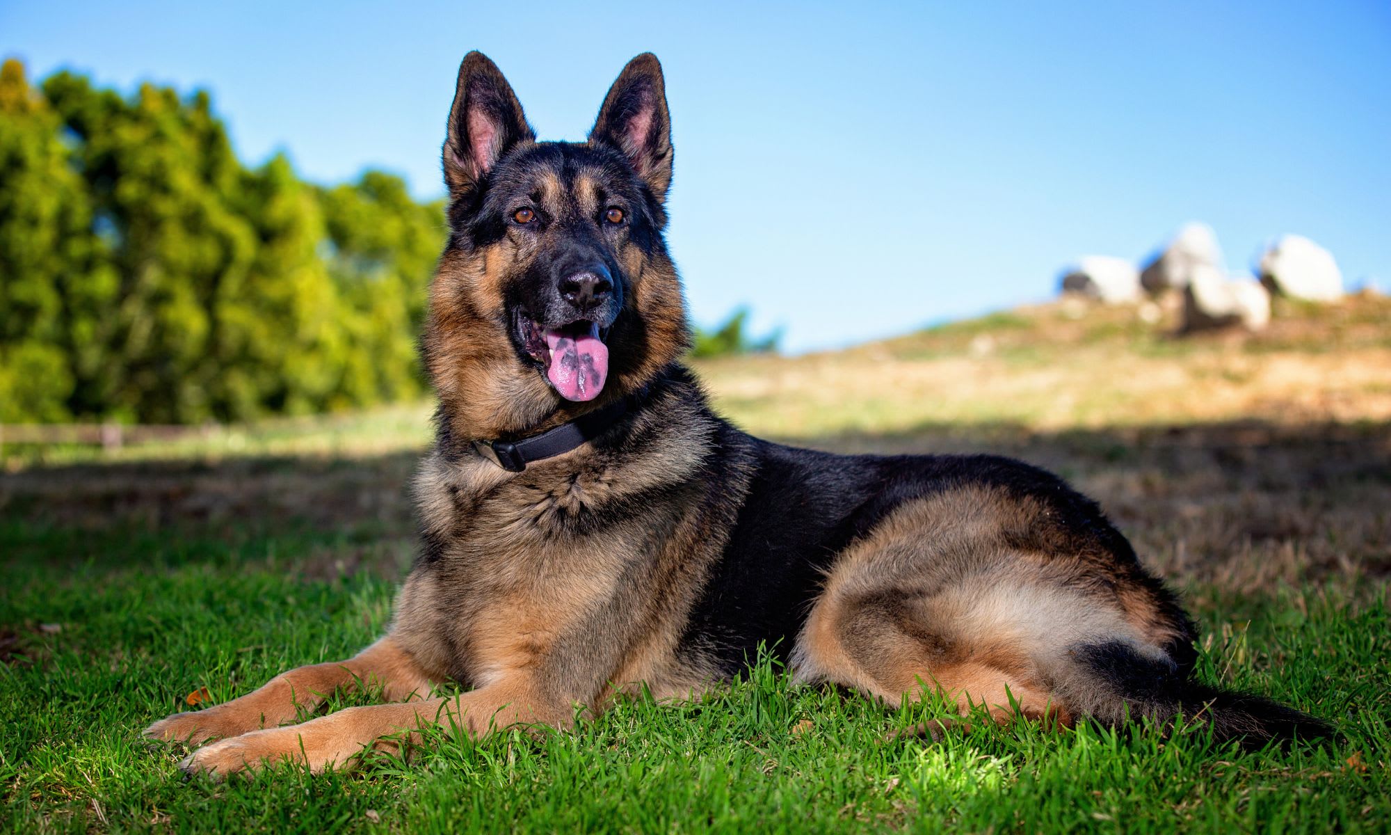 31 Fastest Dog Breeds in the World - Parade Pets