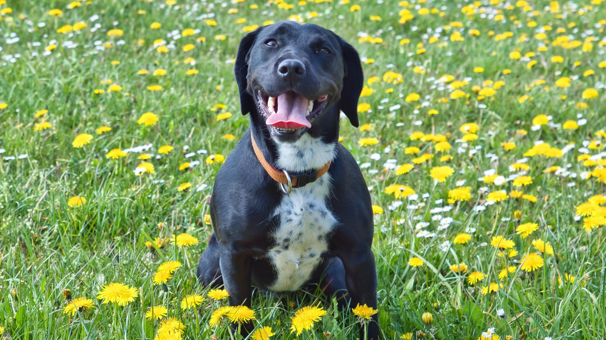 25 Best Mixed-Breed Dogs You'll Love - Parade Pets