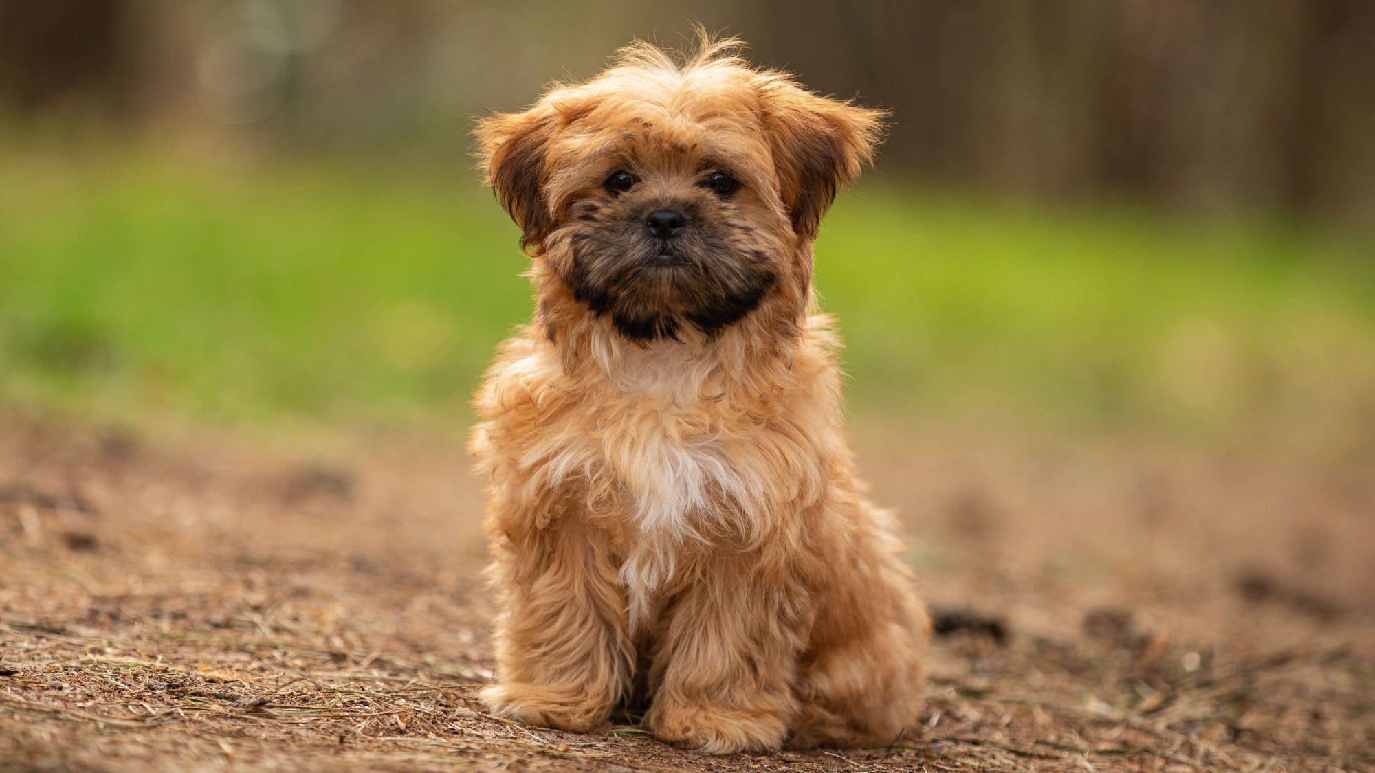 25 Best Mixed-Breed Dogs You'll Love - Parade Pets