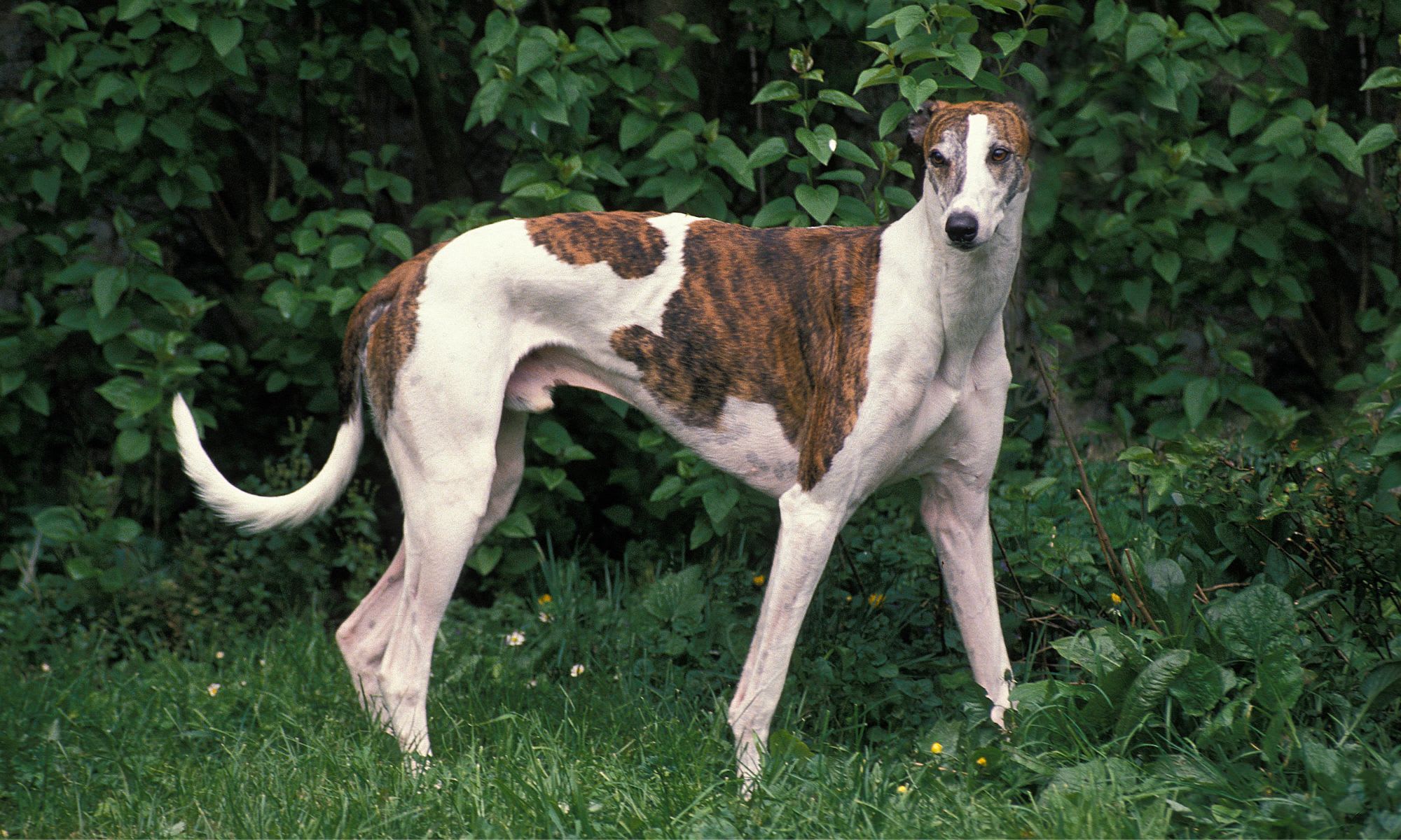 6 Best Dog Breeds for Seniors