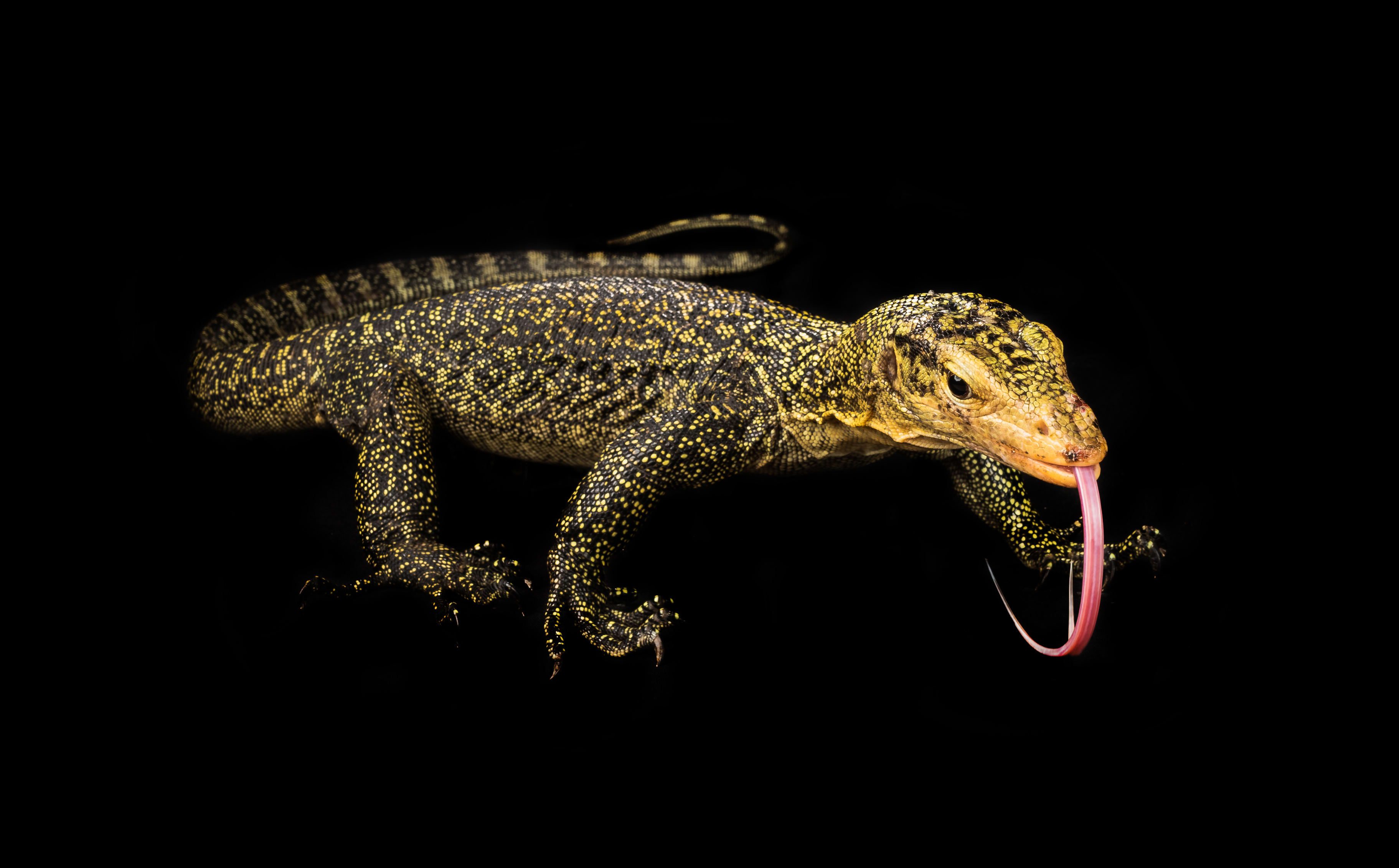 99 Animals That Start With 'Q' (List With Facts)