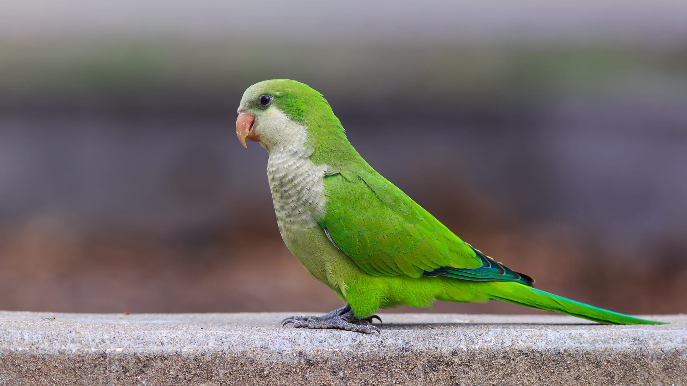 Tiny Quaker Parrot Singing ‘Three Little Monkeys’ Has Total Toddler ...