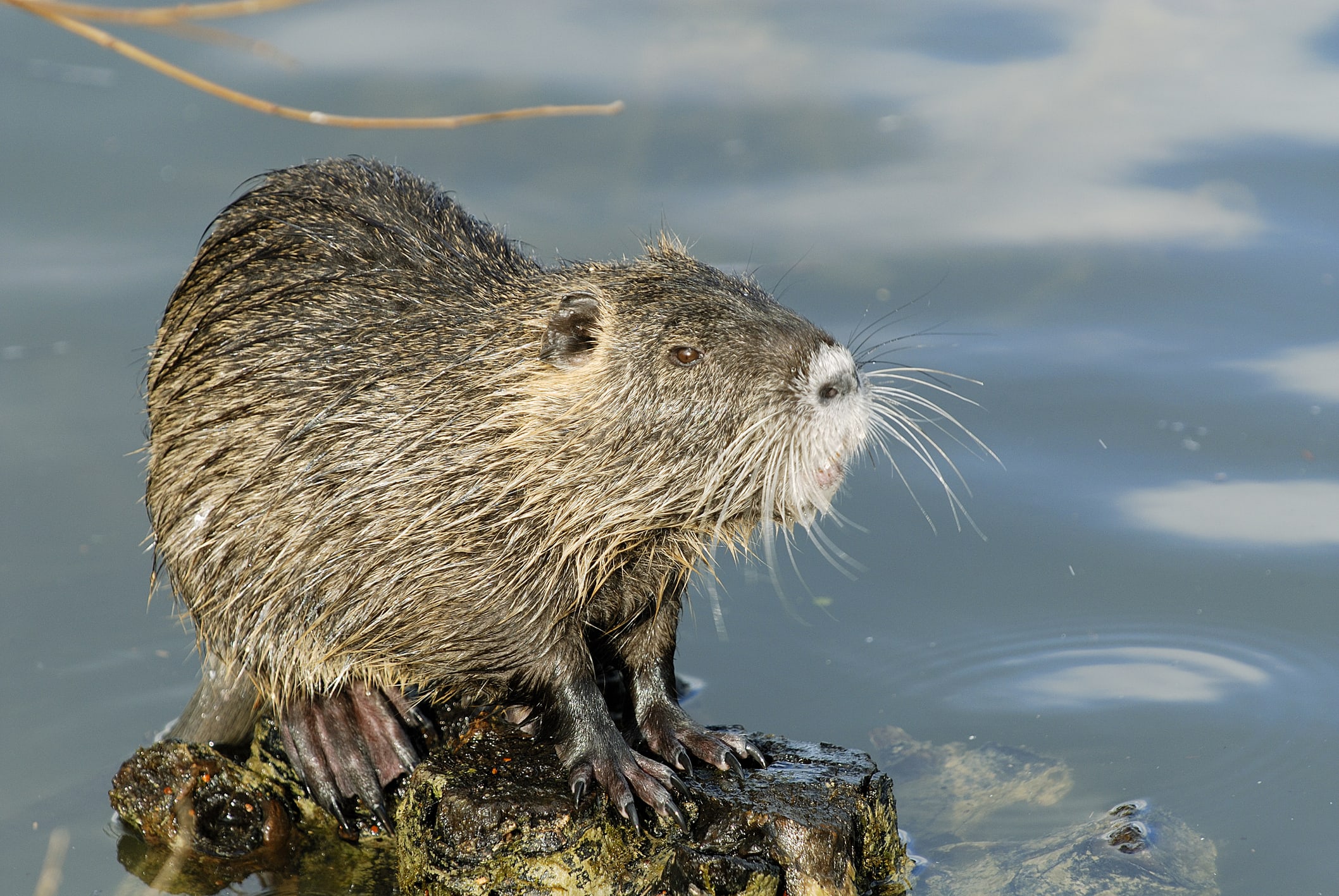 101 Animals That Start With 'N' (With Facts) - Parade Pets