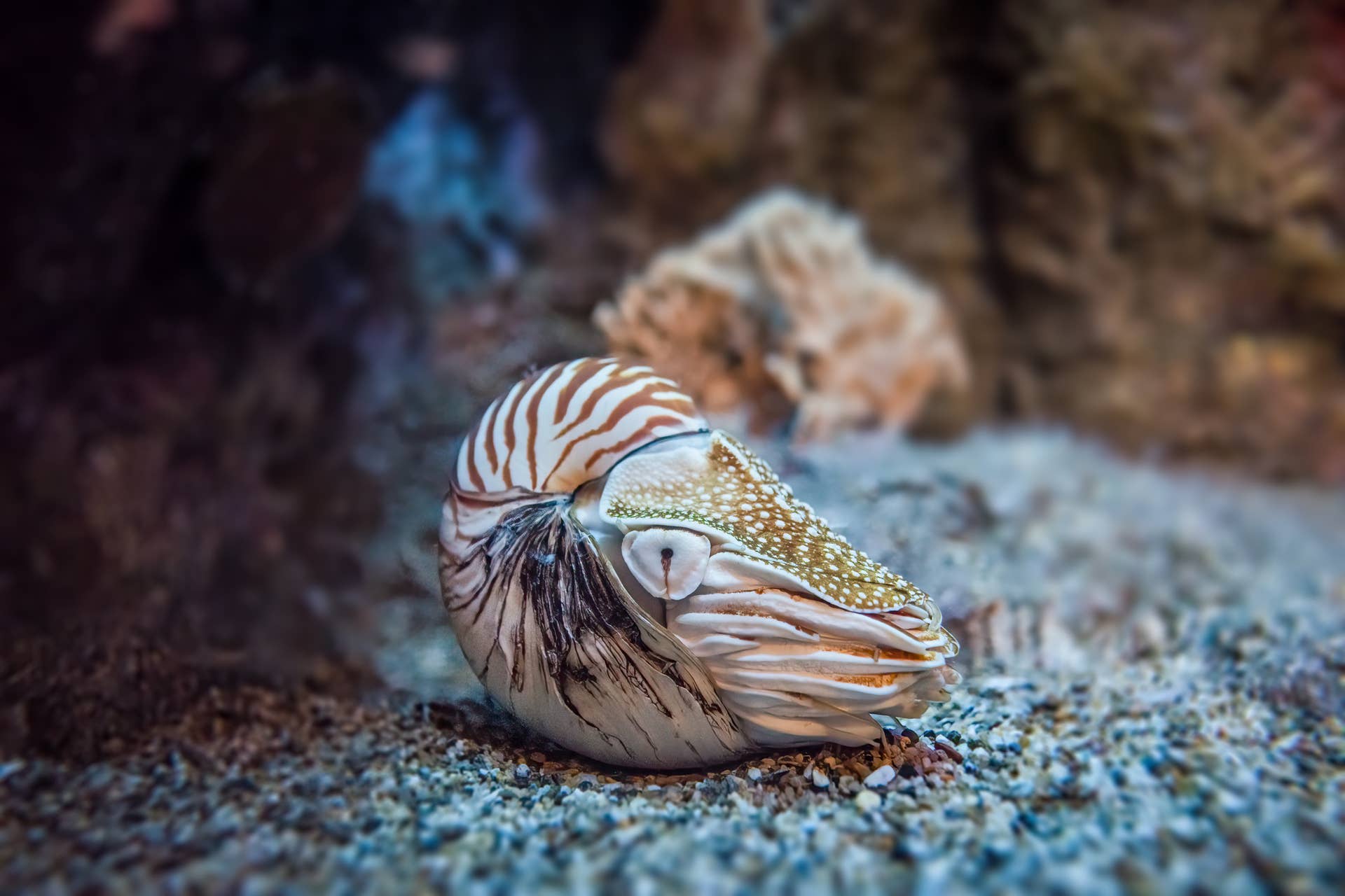 101 Animals That Start With 'N' (With Facts) - Parade Pets