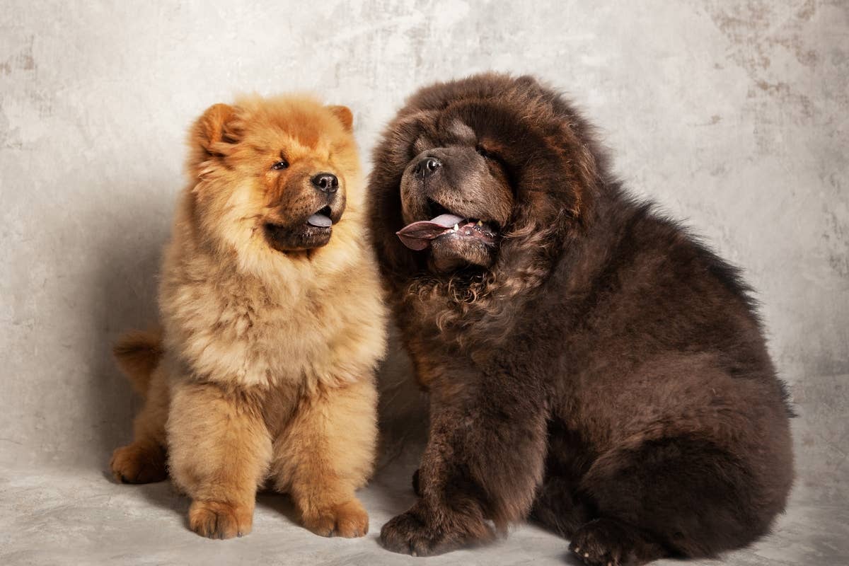 14 Long-Haired Dog Breeds (Small and Big) - Parade Pets