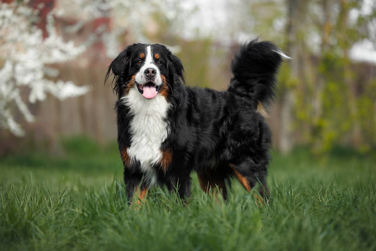 14 Long-Haired Dog Breeds (Small and Big) - Parade Pets