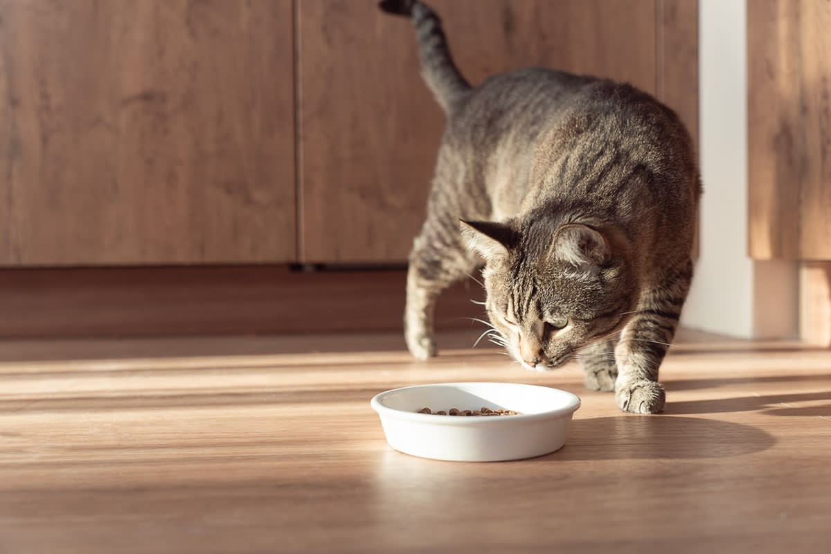 300+ Unique Cat Names - Parade Pets