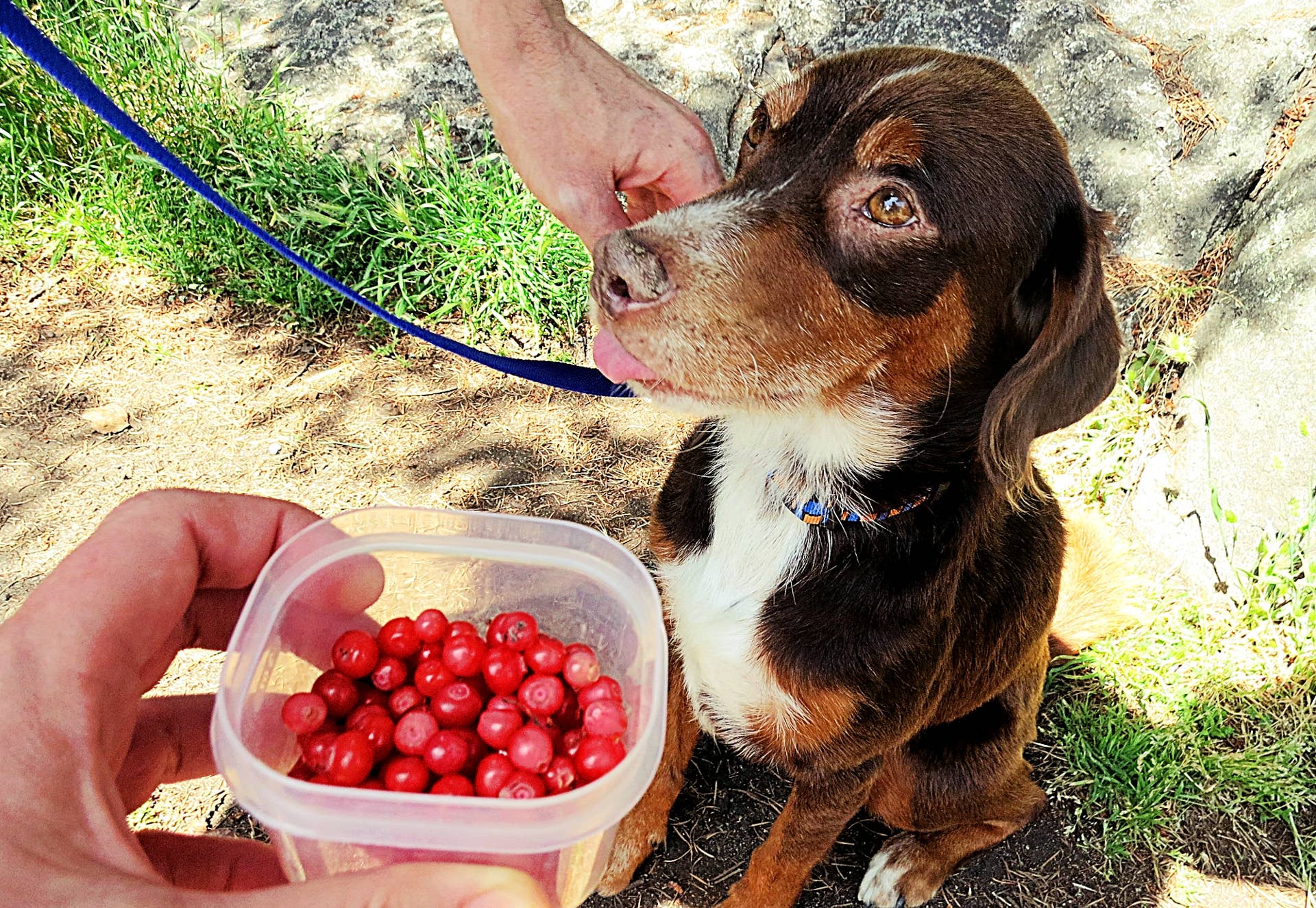 Can Dogs Eat Cranberries? Benefits and Risks - Parade Pets