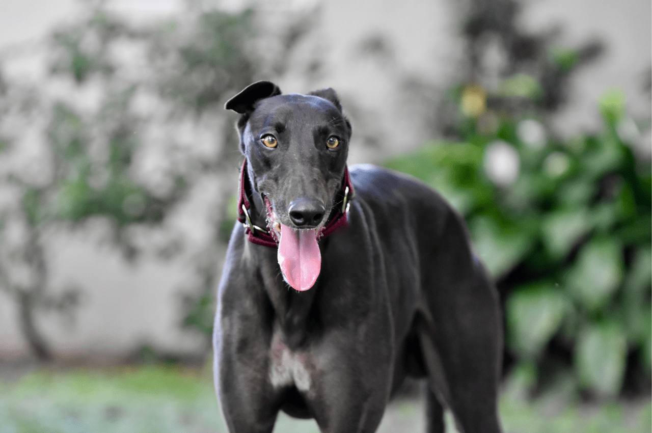 30 Low-Maintenance Dog Breeds for First-Time Owners - Parade Pets