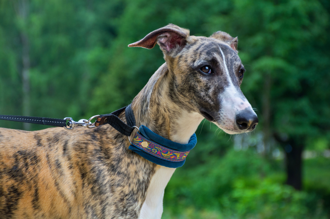 30 Low-Maintenance Dog Breeds for First-Time Owners - Parade Pets