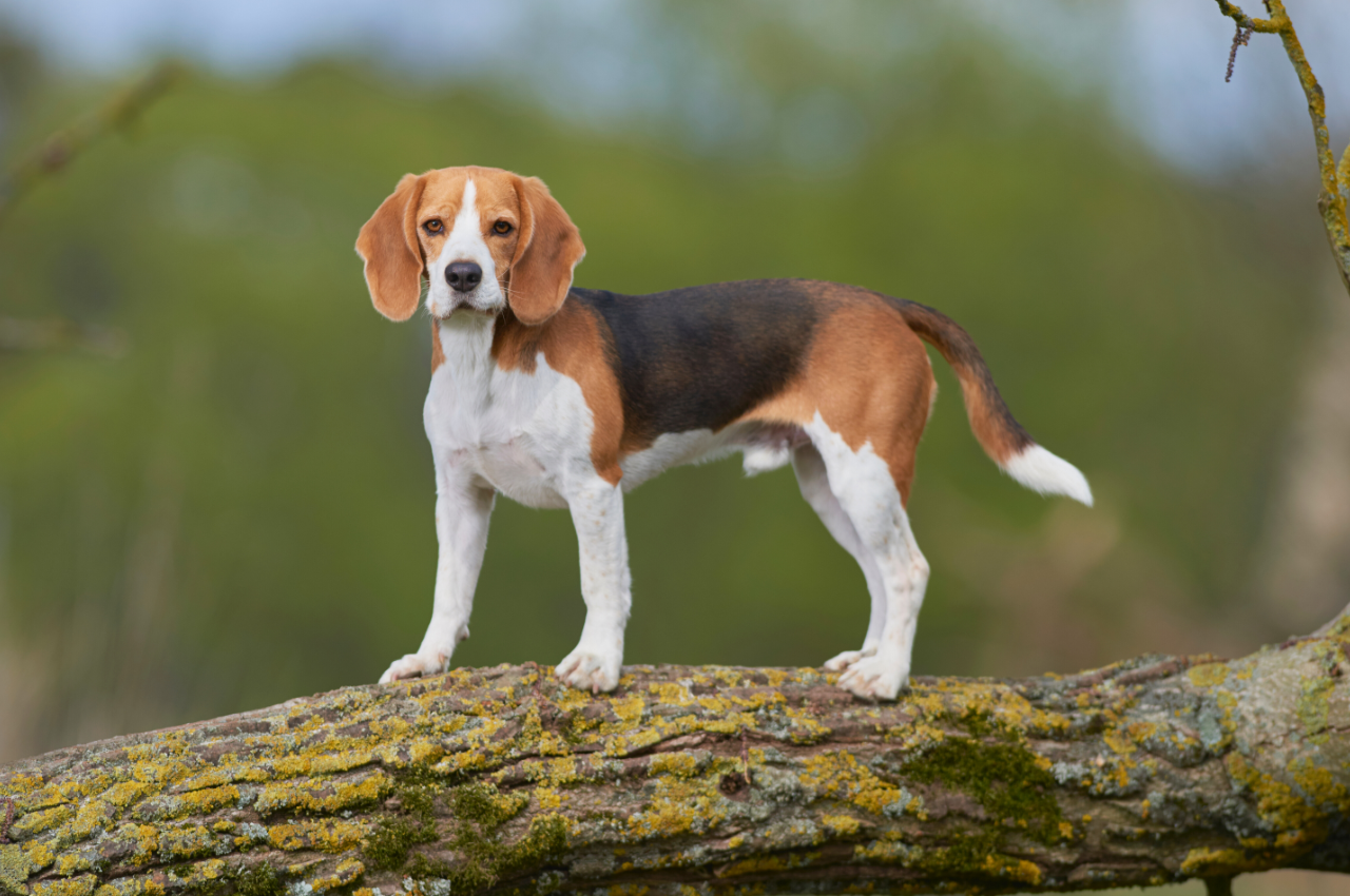 30 Low-Maintenance Dog Breeds for First-Time Owners - Parade Pets
