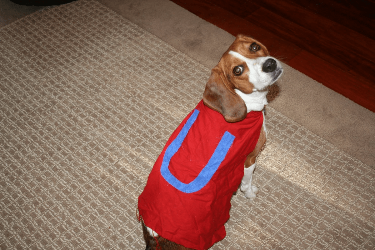 18 Last-Minute DIY Costumes for Dogs on Halloween