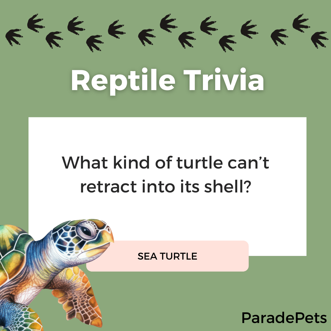 Test Your Animal IQ With These 100 Animal Trivia Questions - Parade Pets