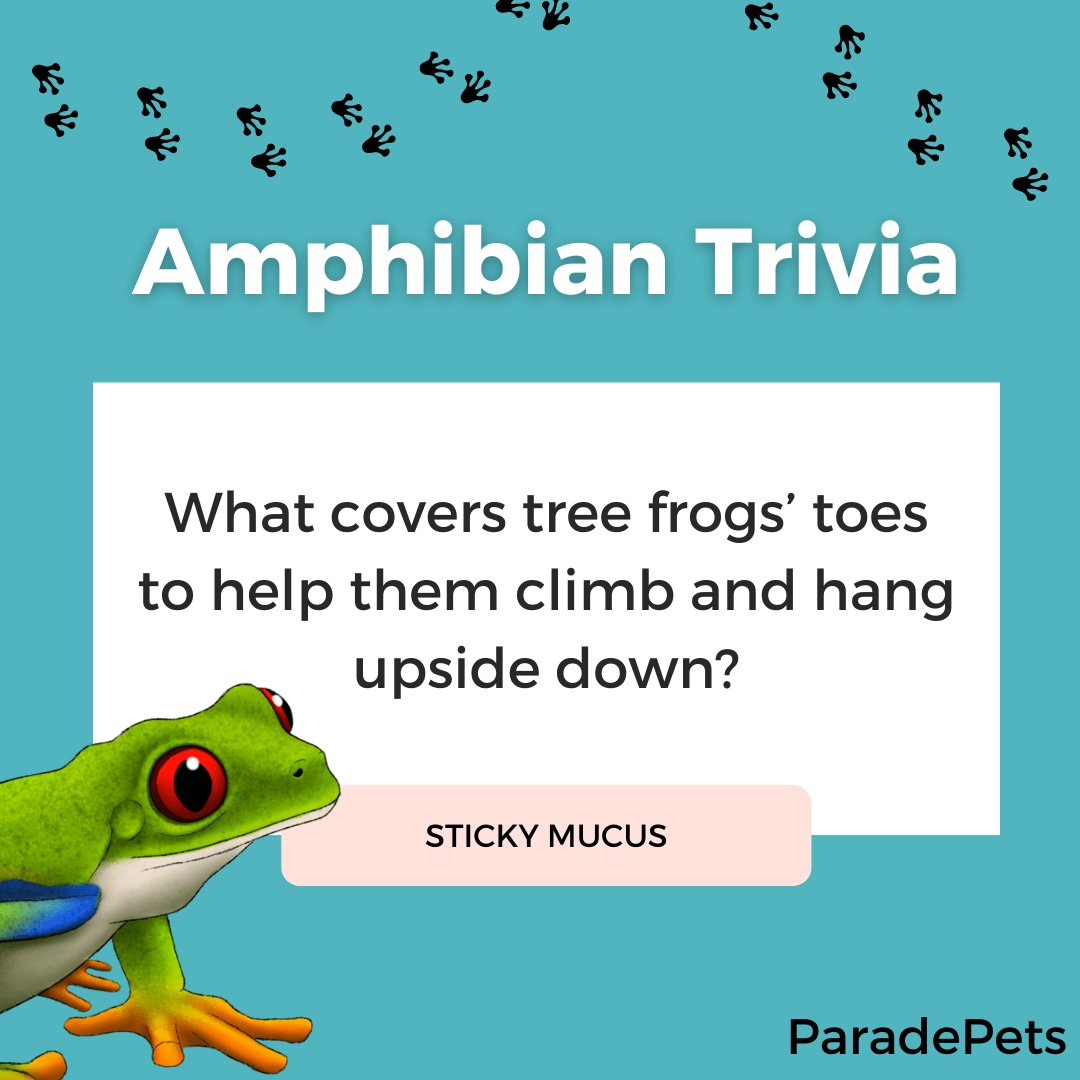 Test Your Animal IQ With These 100 Animal Trivia Questions - Parade Pets