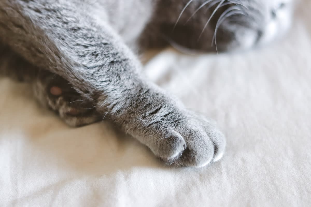 Rescues Cat's Humongous Eyes Make Him Look Like an Adorable Space Alien ...