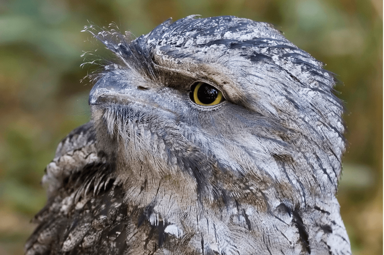 55 Cutest Animals From Around the World