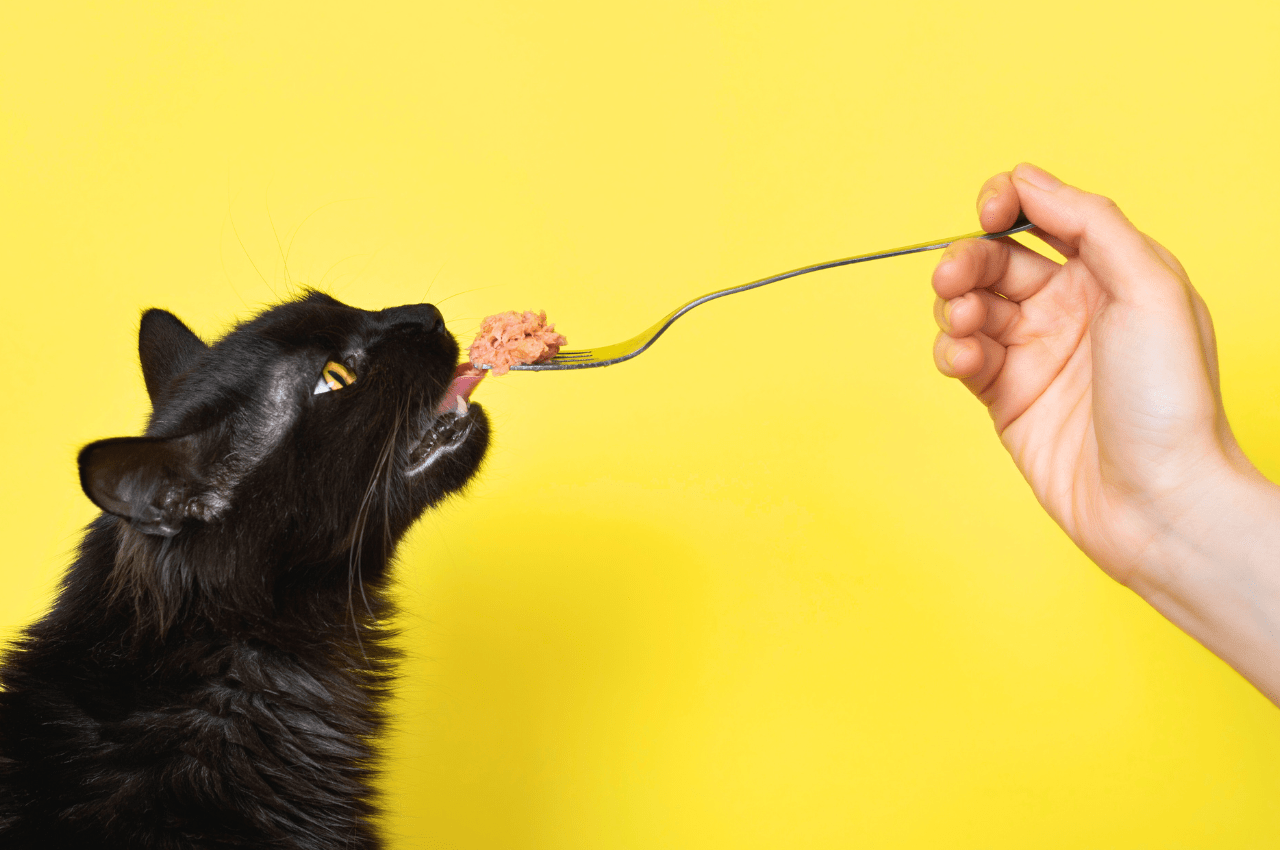 125 Funny Cat Puns That Are Just Purr-fect - Parade Pets