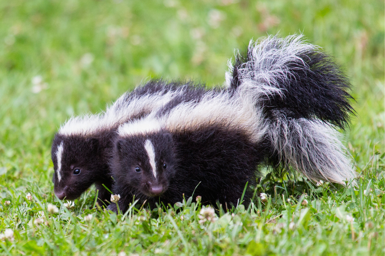 55 Cutest Animals From Around the World - Parade Pets