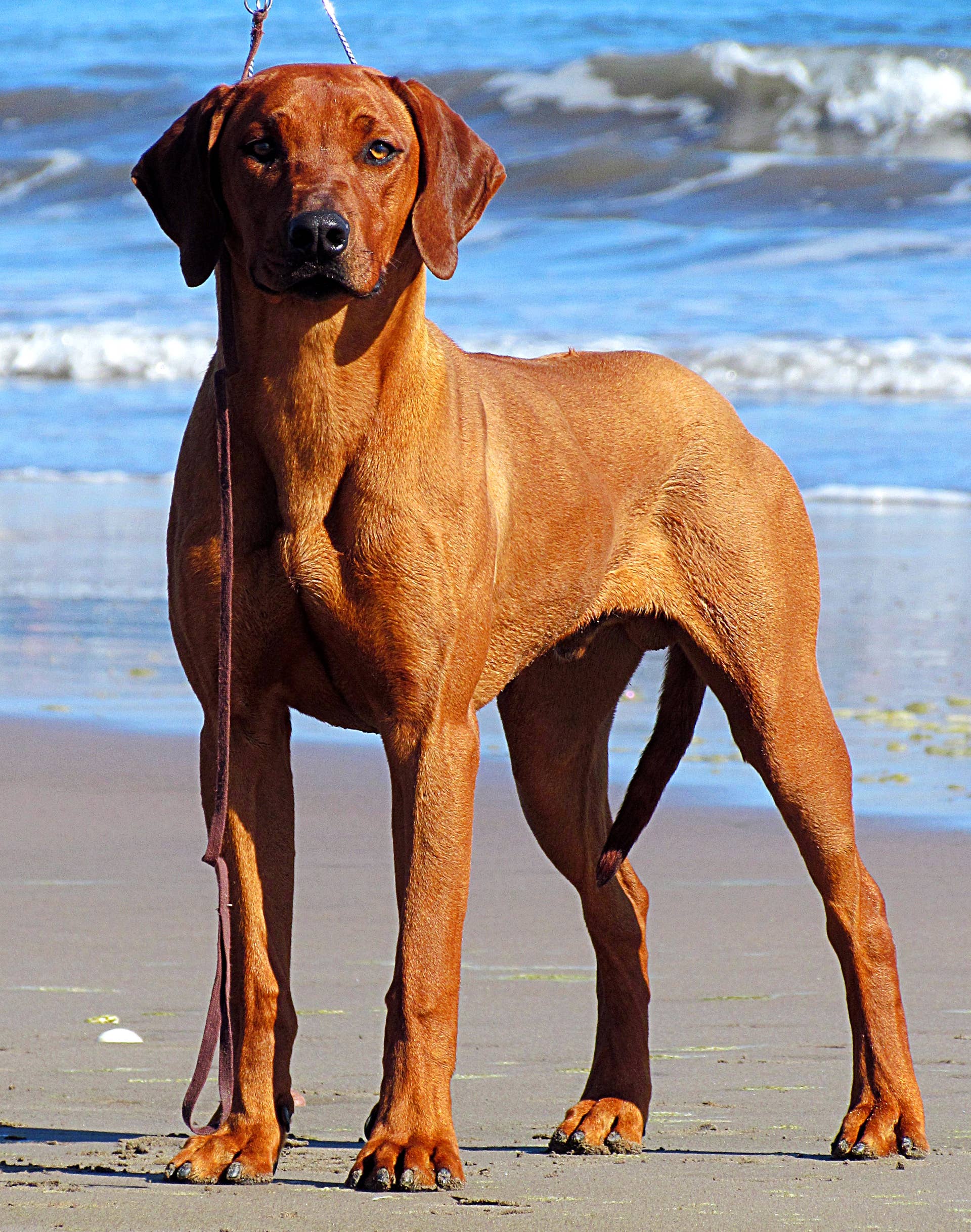 30+ Hound Dog Breeds - Parade Pets