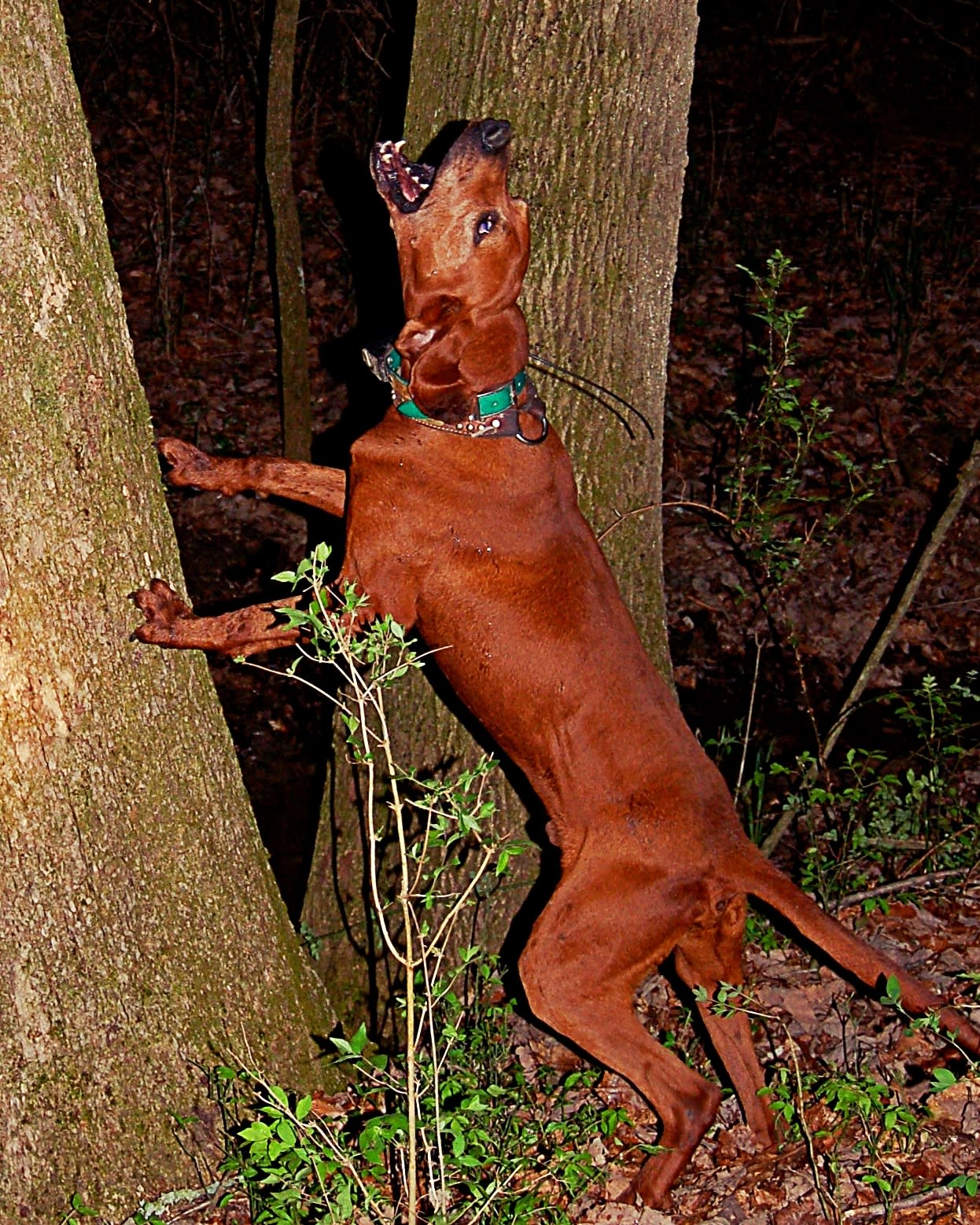 30+ Hound Dog Breeds - Parade Pets