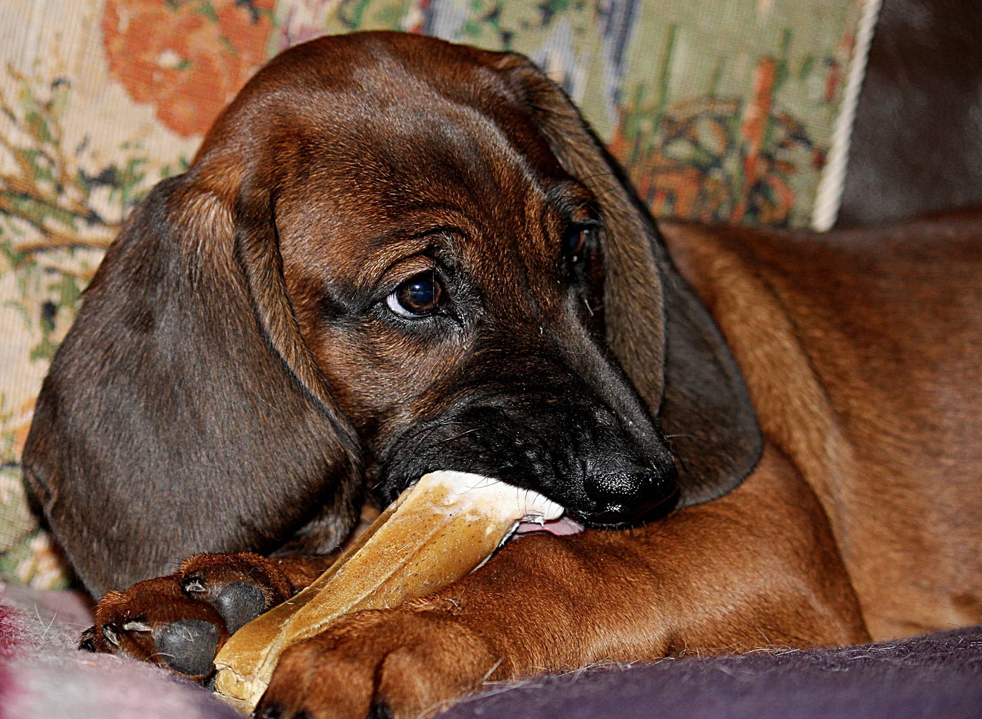 30+ Hound Dog Breeds - Parade Pets
