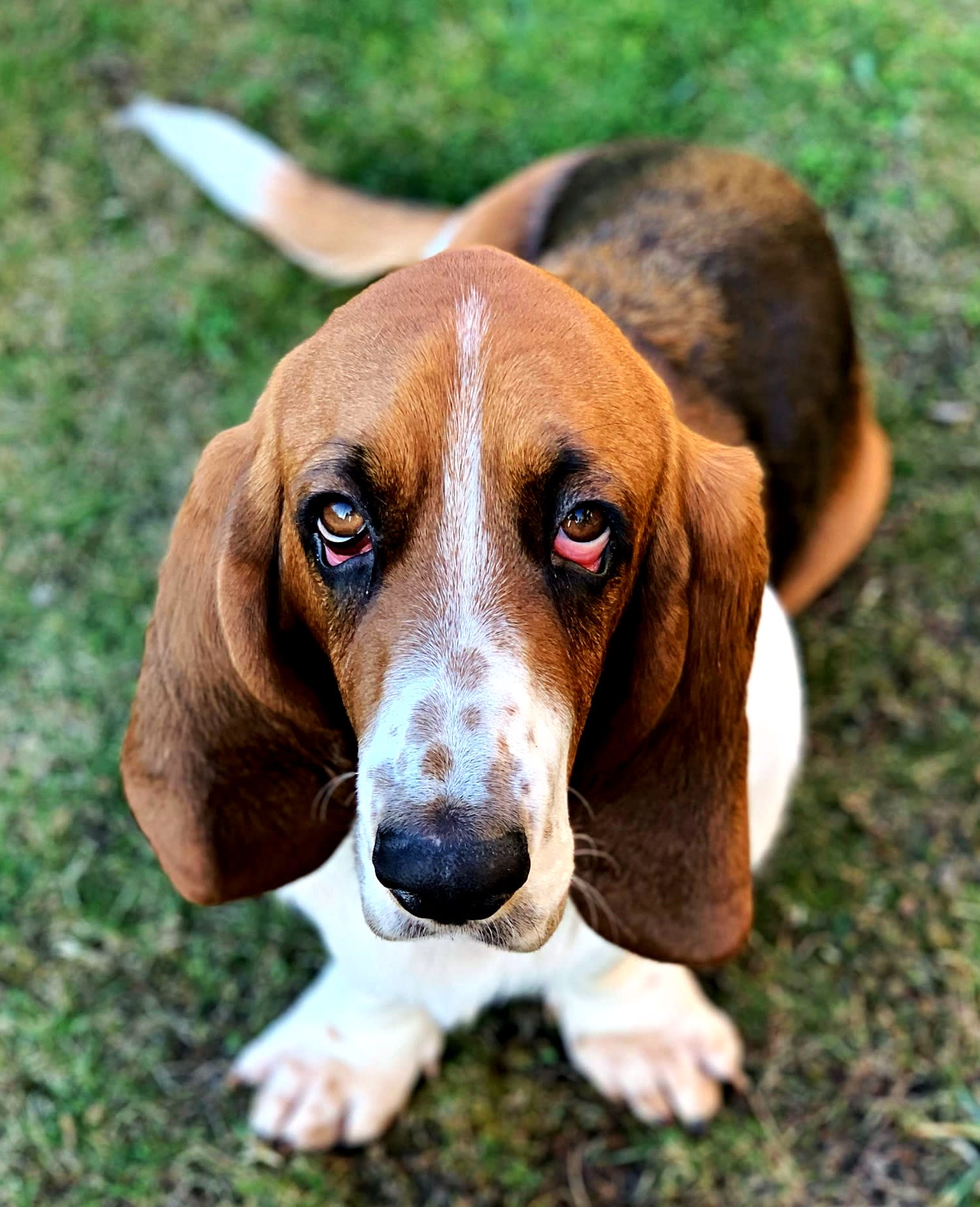 30+ Hound Dog Breeds