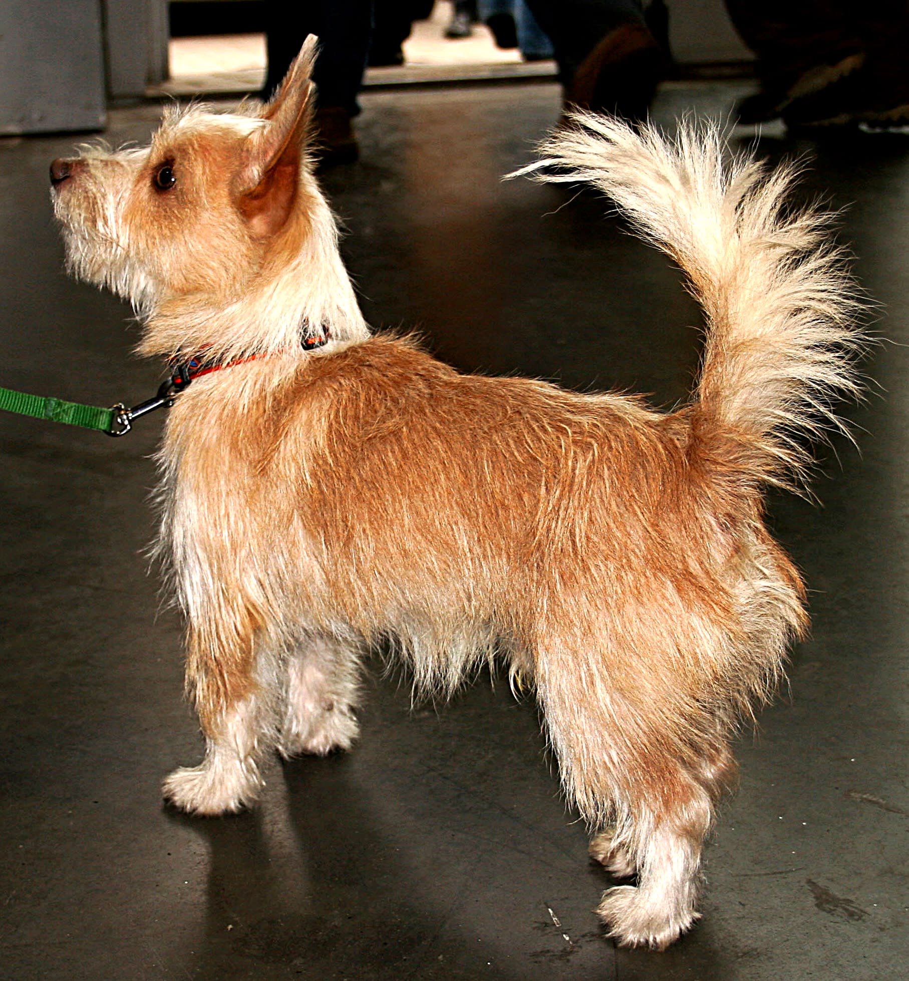 30+ Hound Dog Breeds - Parade Pets