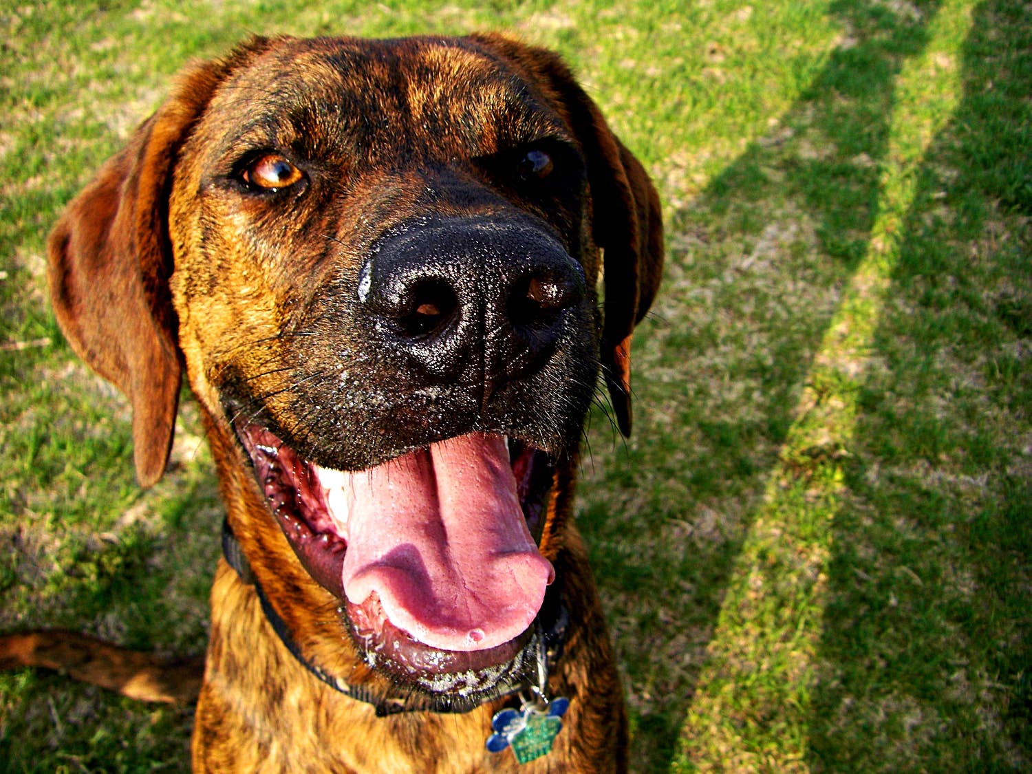 30+ Hound Dog Breeds - Parade Pets