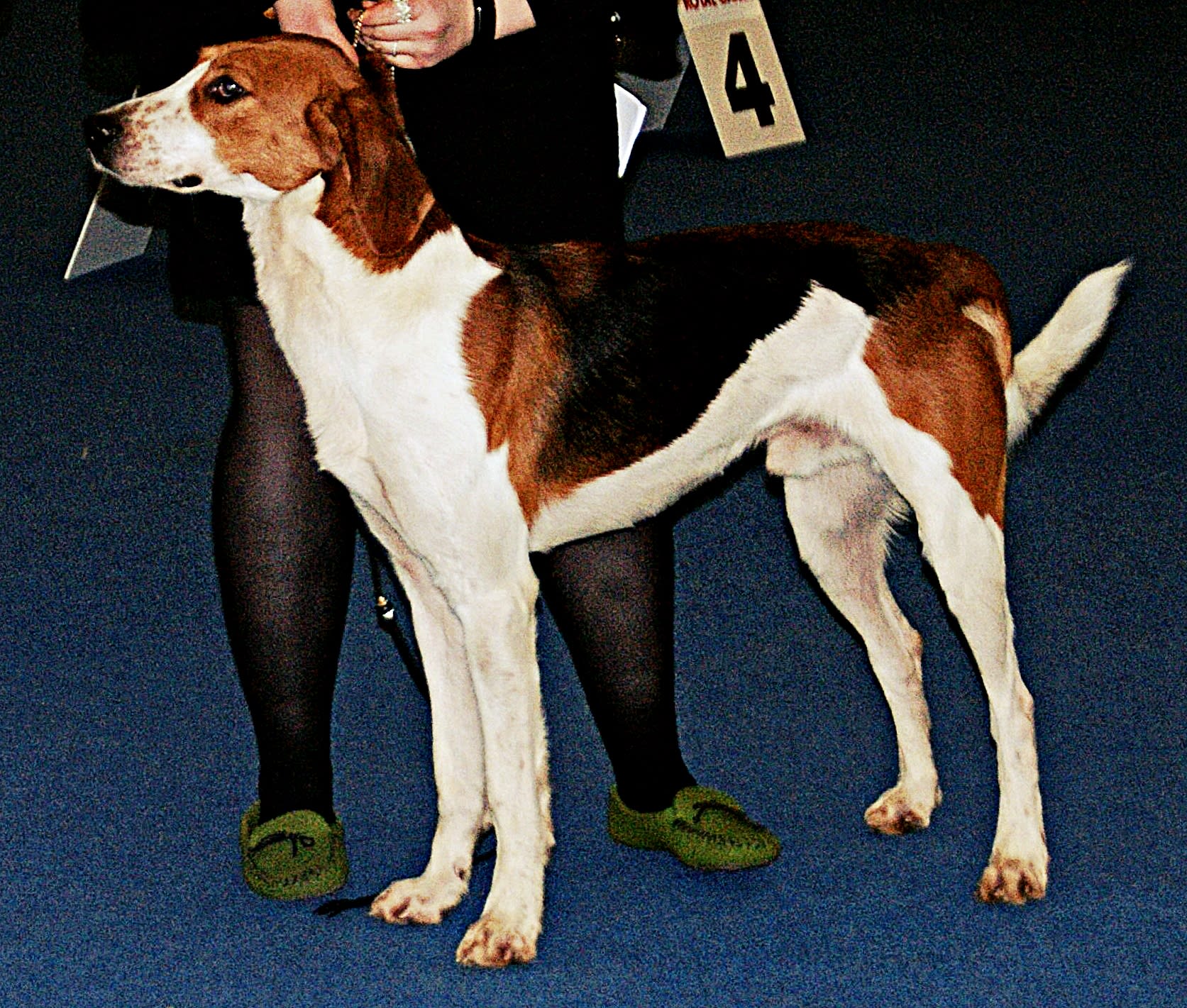 30+ Hound Dog Breeds - Parade Pets