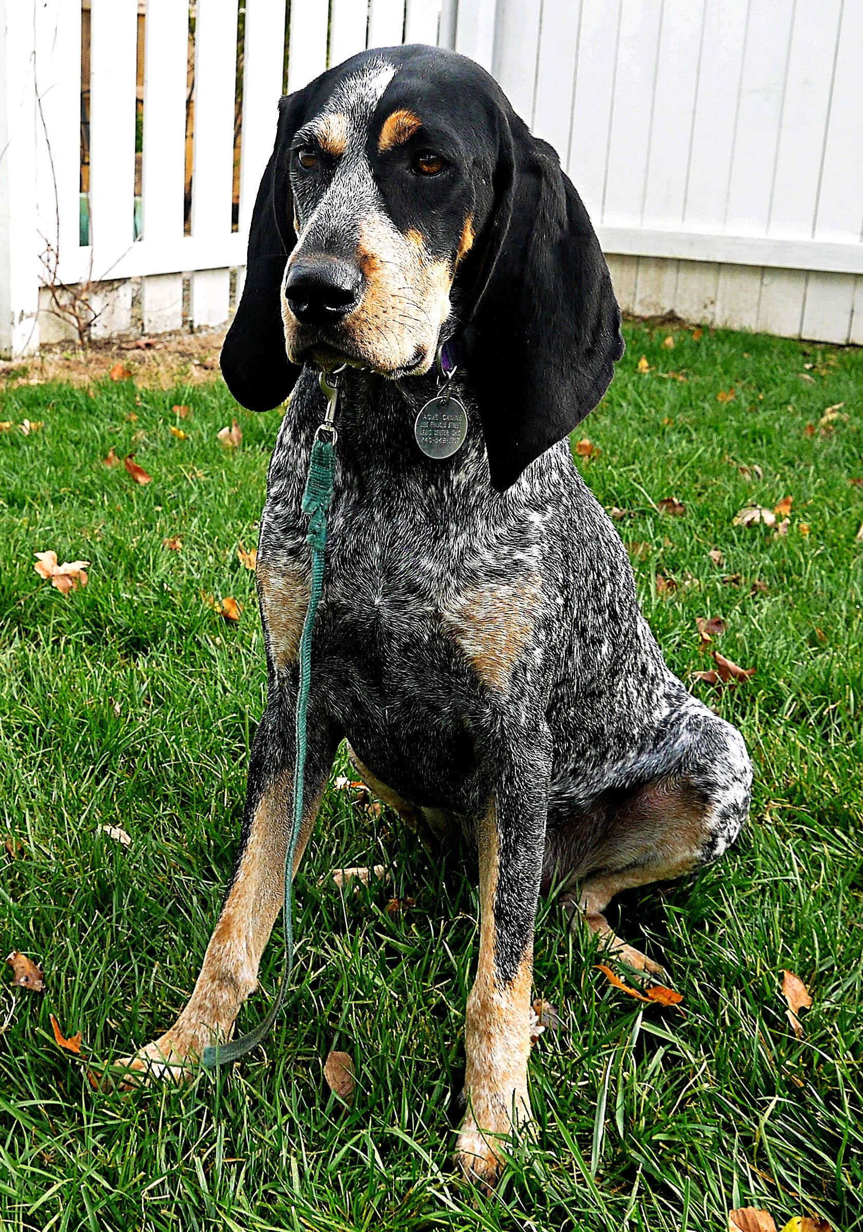 30+ Hound Dog Breeds - Parade Pets