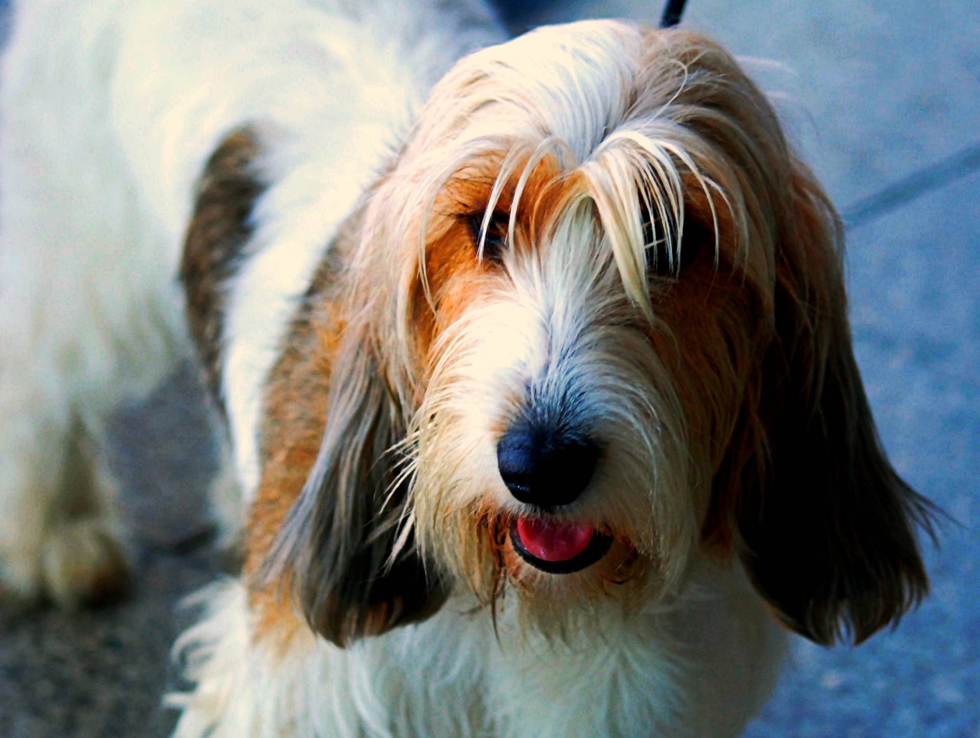 30+ Hound Dog Breeds - Parade Pets