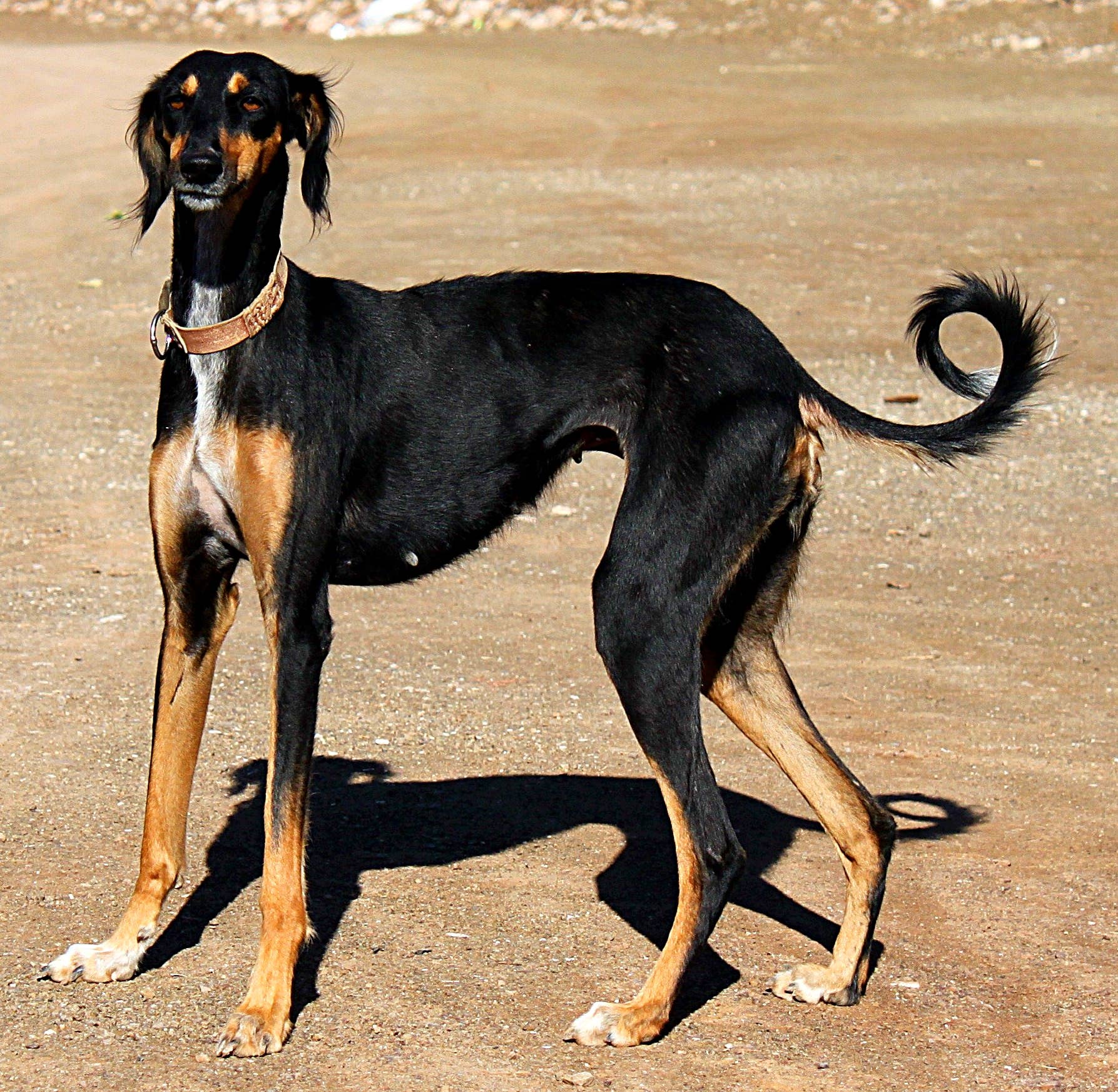 30+ Hound Dog Breeds - Parade Pets