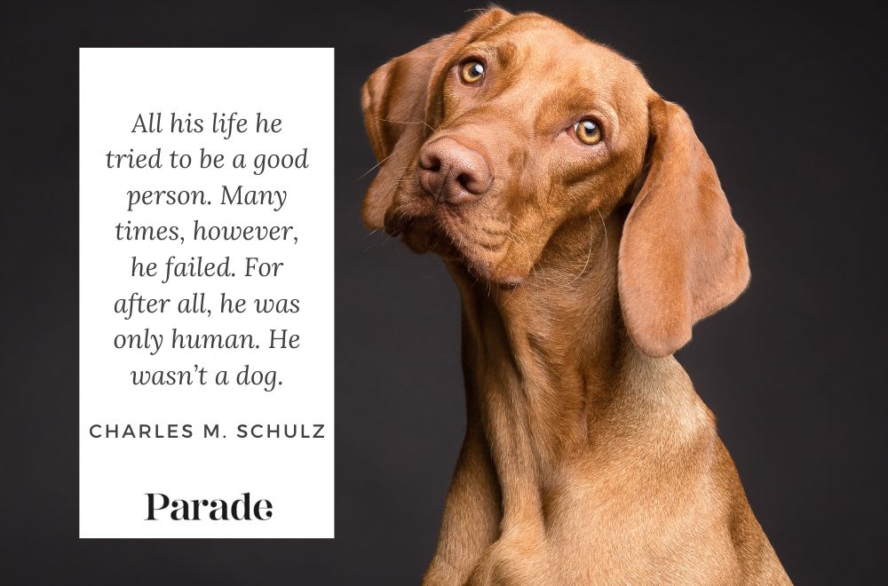 280 Best Dog Quotes About Their Love & Loyalty