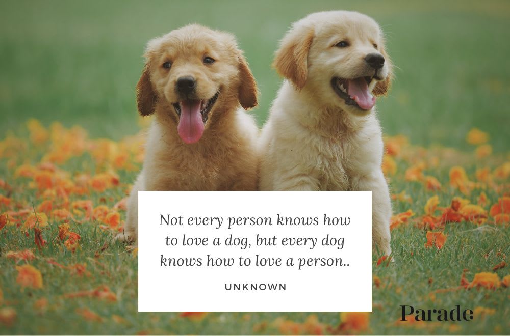 Dogs Love Quotes