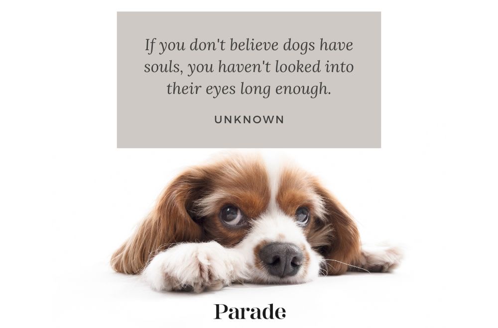 280 Best Dog Quotes About Their Love & Loyalty
