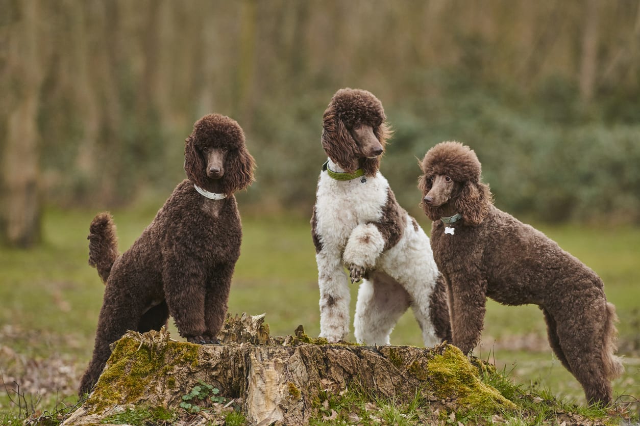 Hunting Dogs: 11 Best Breeds for Hunting