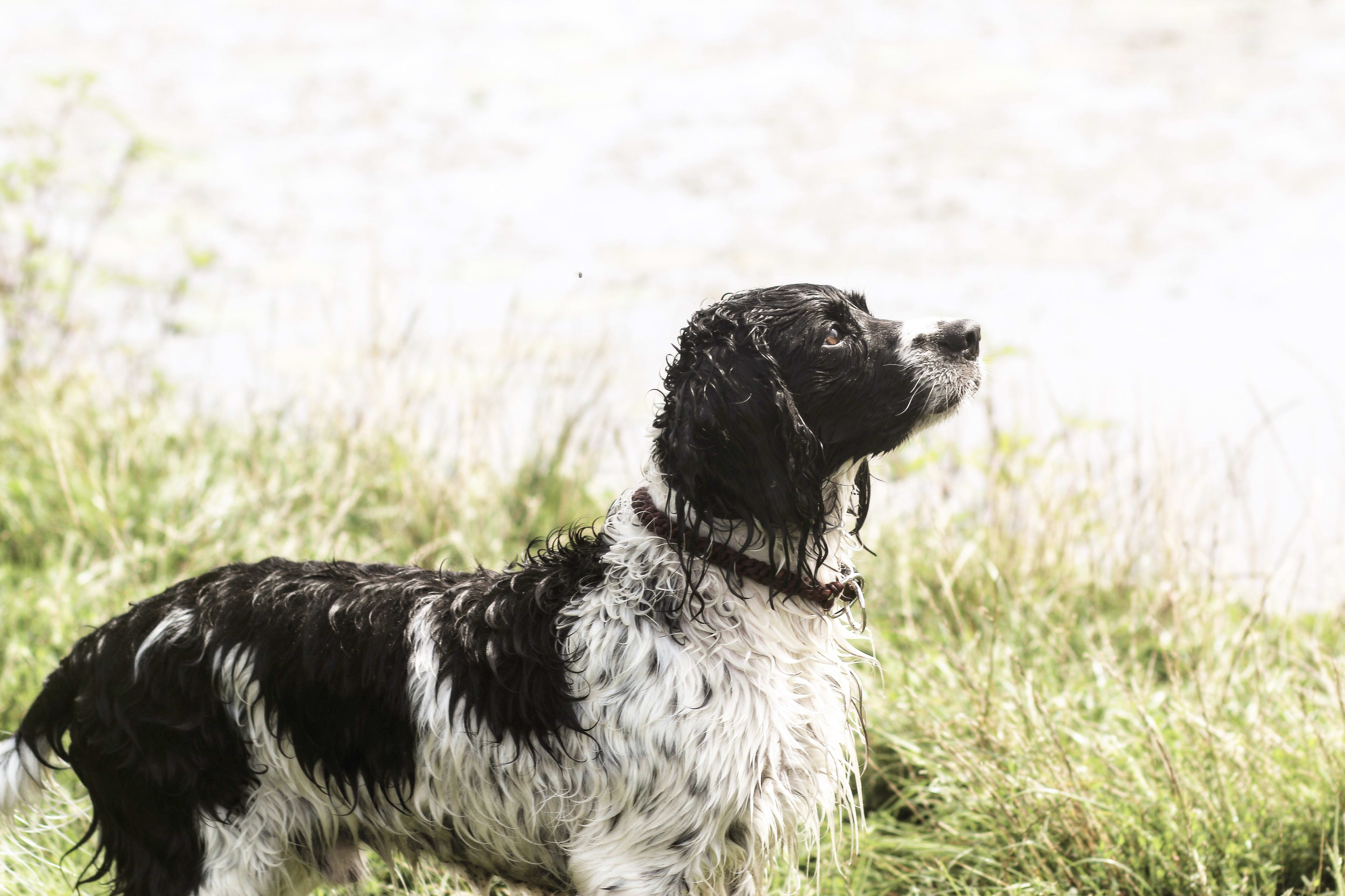 Hunting Dogs: 11 Best Breeds for Hunting