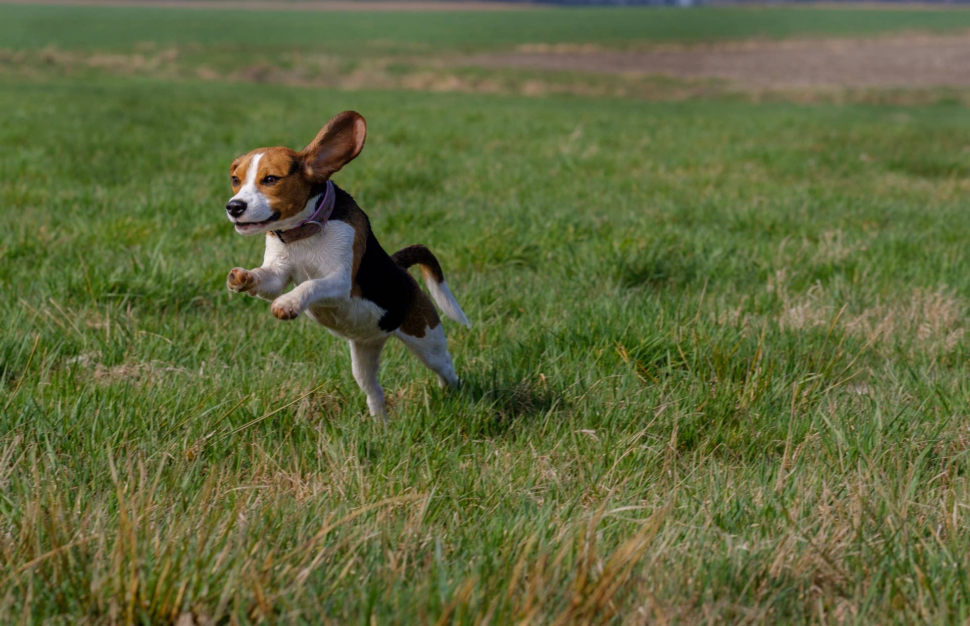 Hunting Dogs: 11 Best Breeds for Hunting