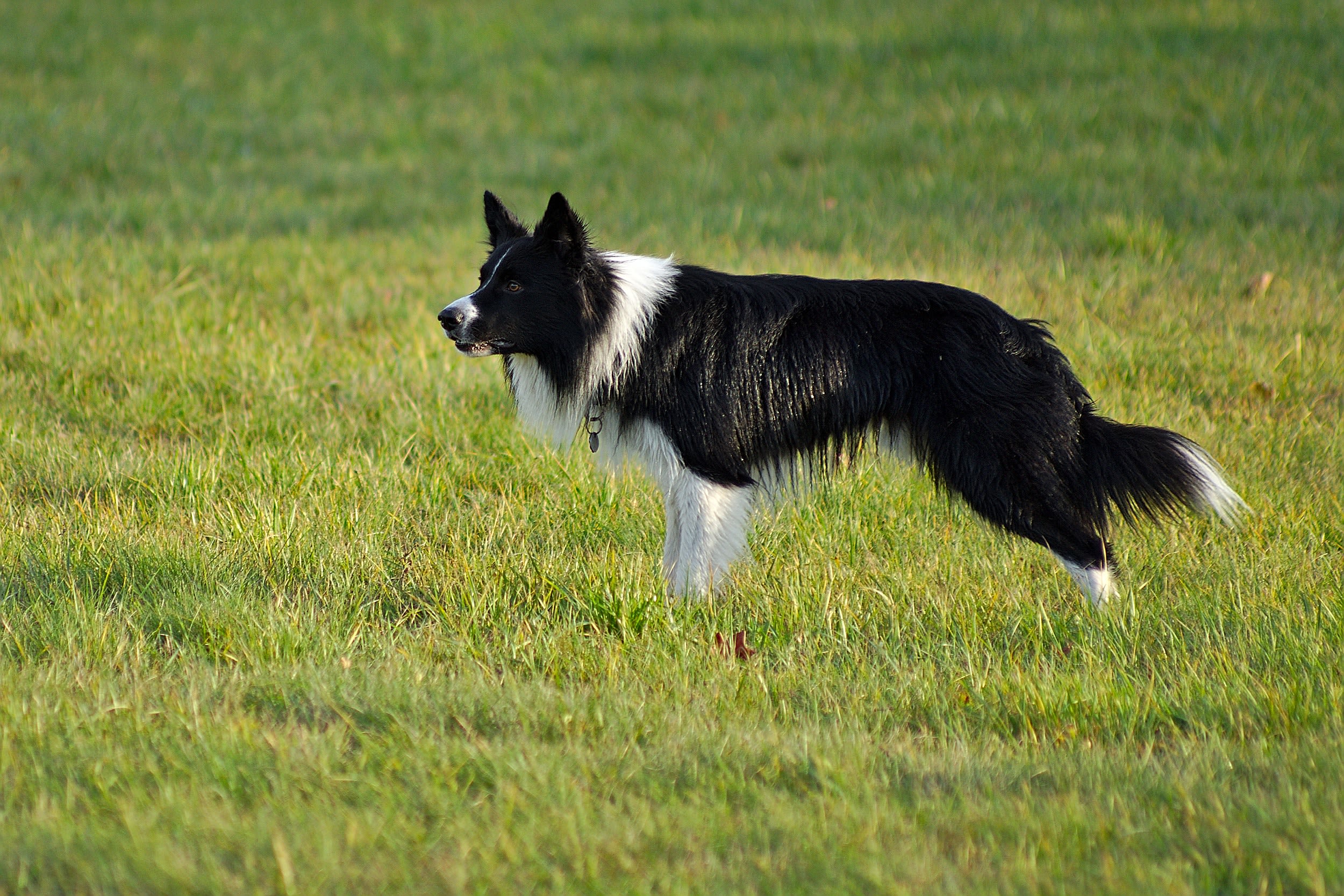 Hunting Dogs: 11 Best Breeds for Hunting